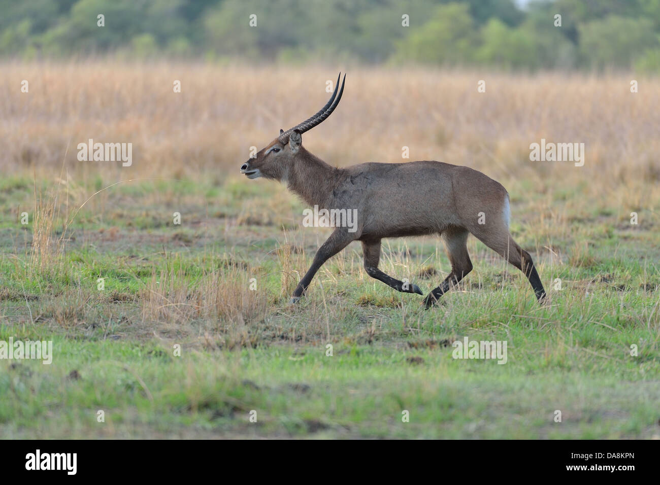 Running waterbuck hi-res stock photography and images - Alamy