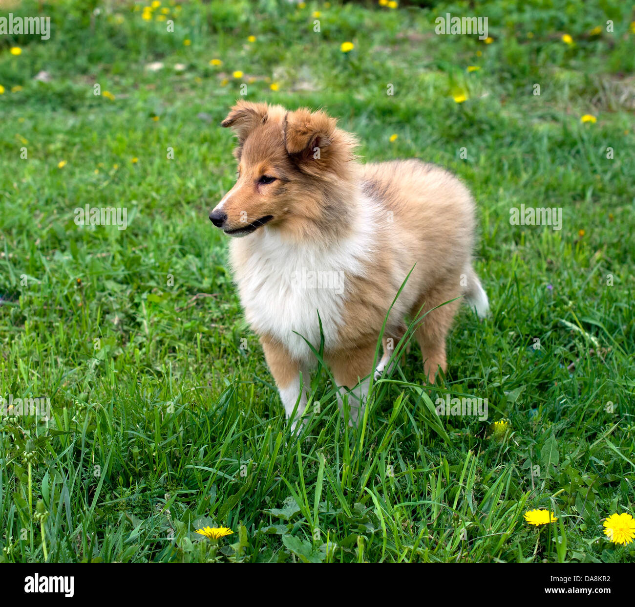 Small sheepdog hi-res stock photography and images - Alamy