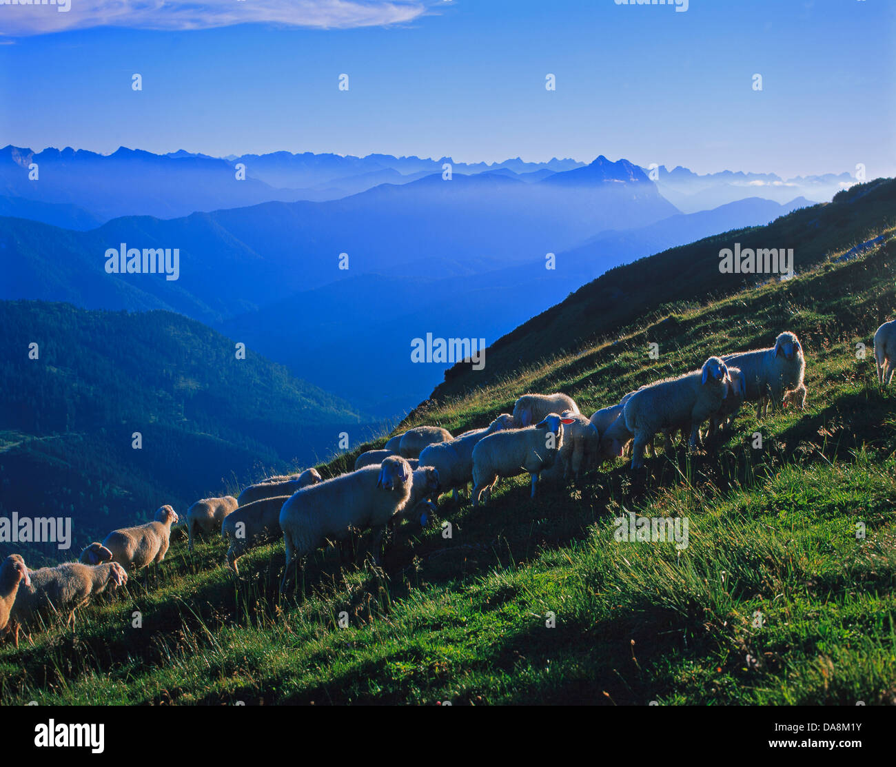 Sheep and mountains hi-res stock photography and images - Alamy