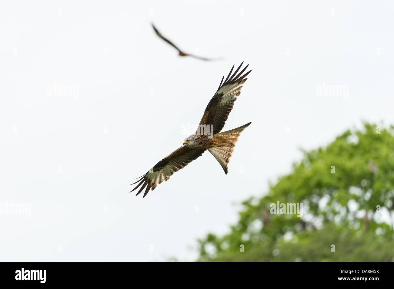 Gigrin farm red kites hi-res stock photography and images - Alamy