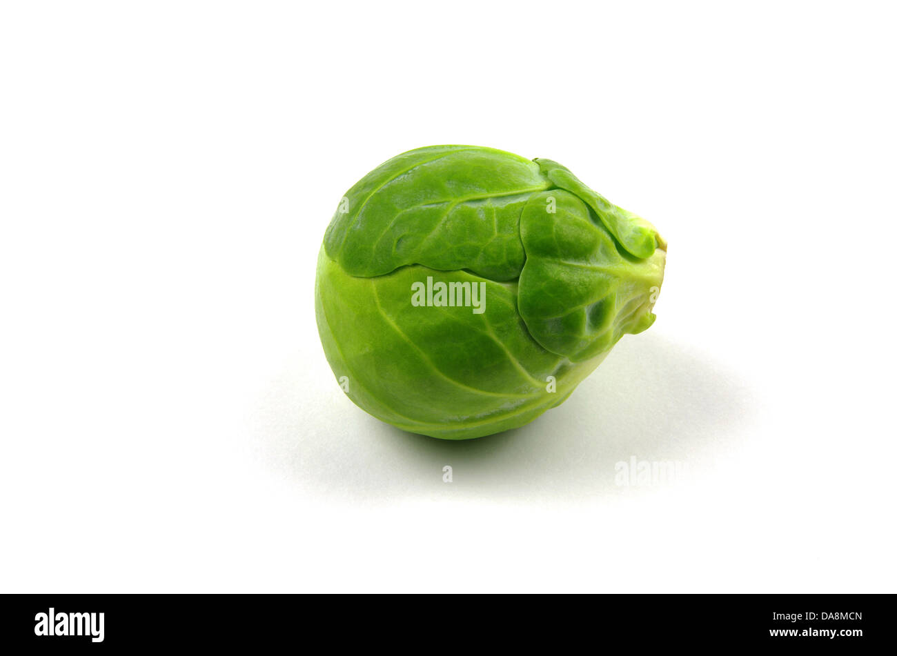 one brussel sprout on a white background Stock Photo - Alamy