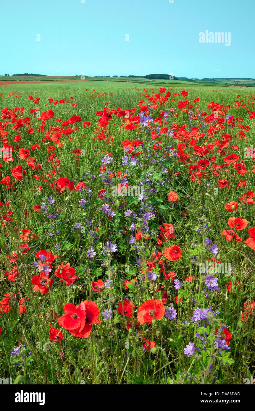 Poppy land norfolk hi-res stock photography and images - Alamy