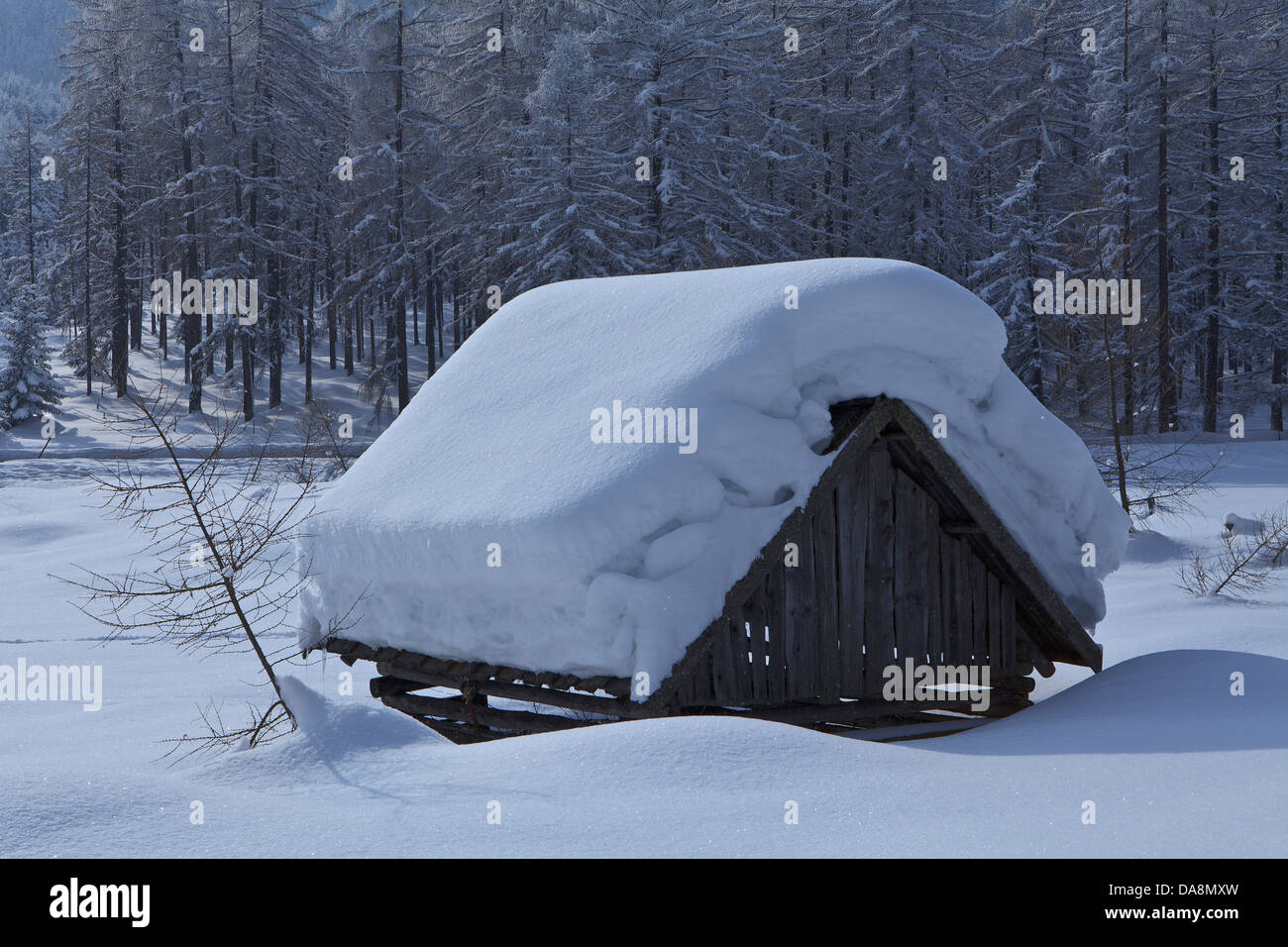 Austria, Europe, Tyrol, Mieminger plateau, Obsteig, larch meadow ...