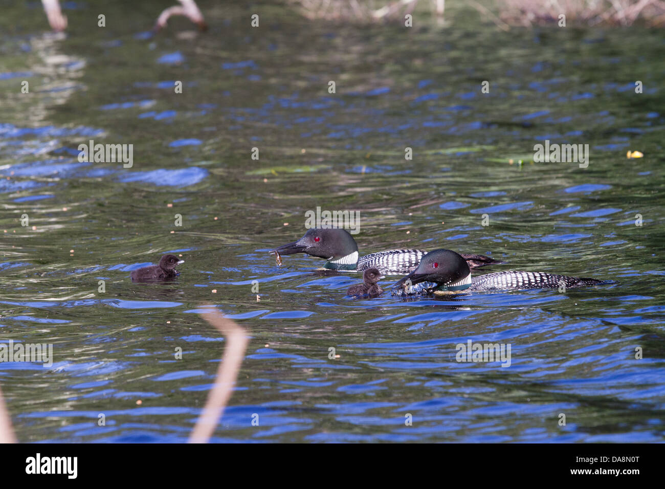 Common loons feeding chicks Stock Photo - Alamy