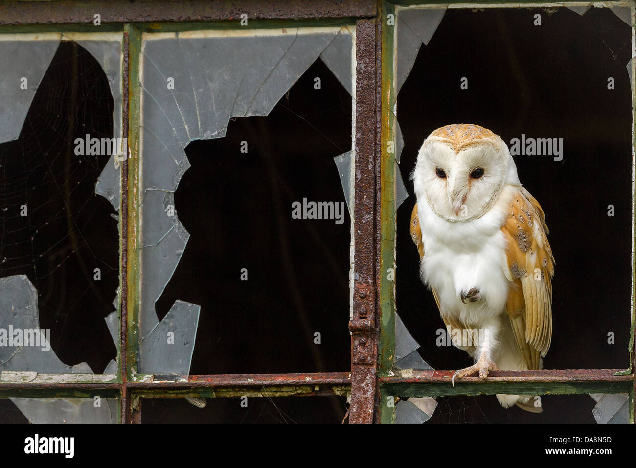 Barn Owl in Window Stock Photo - Alamy