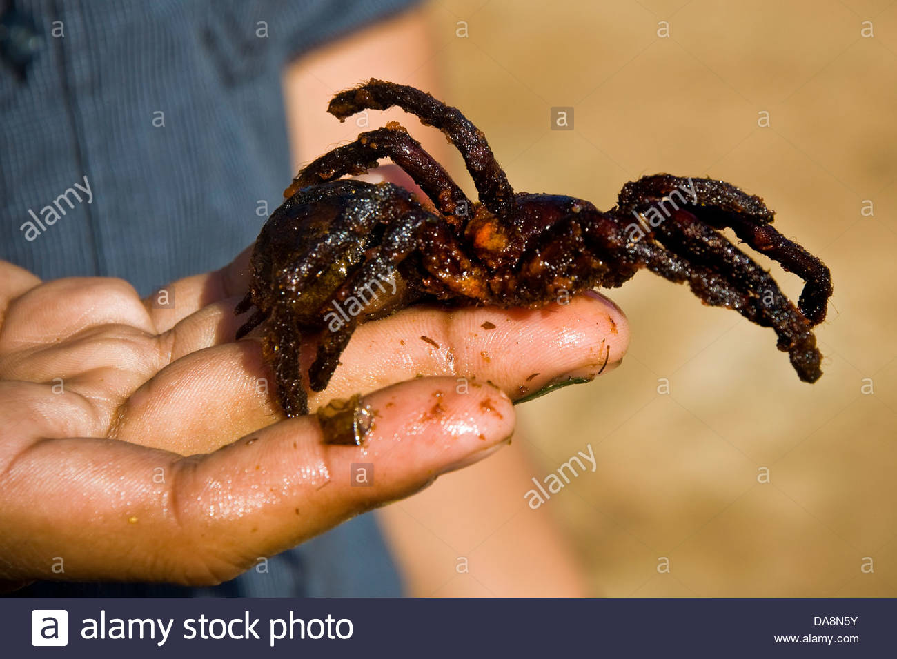 Spiders Of Southeast Asia Stock Photos & Spiders Of Southeast Asia ...