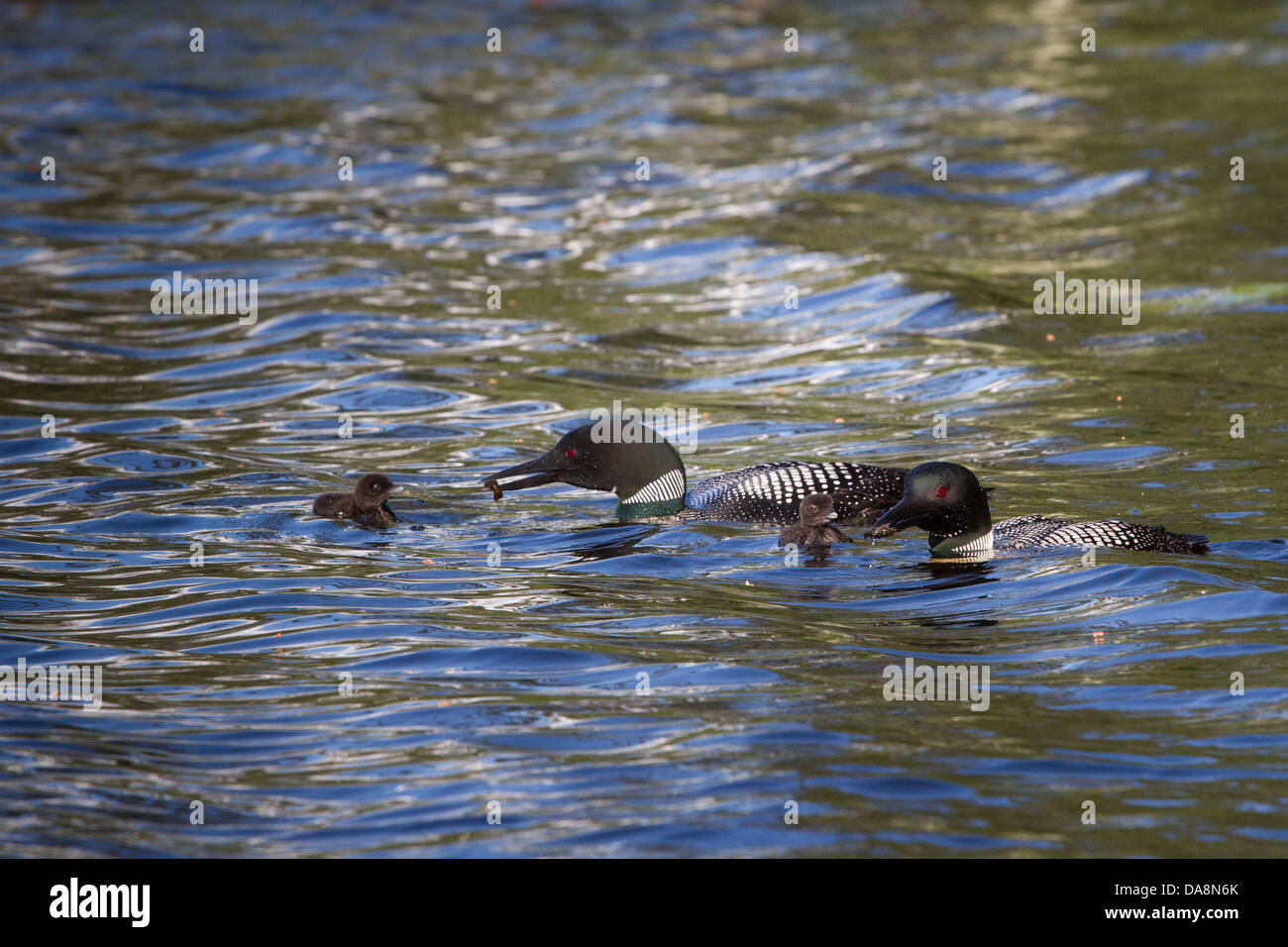 Loons water hi-res stock photography and images - Alamy