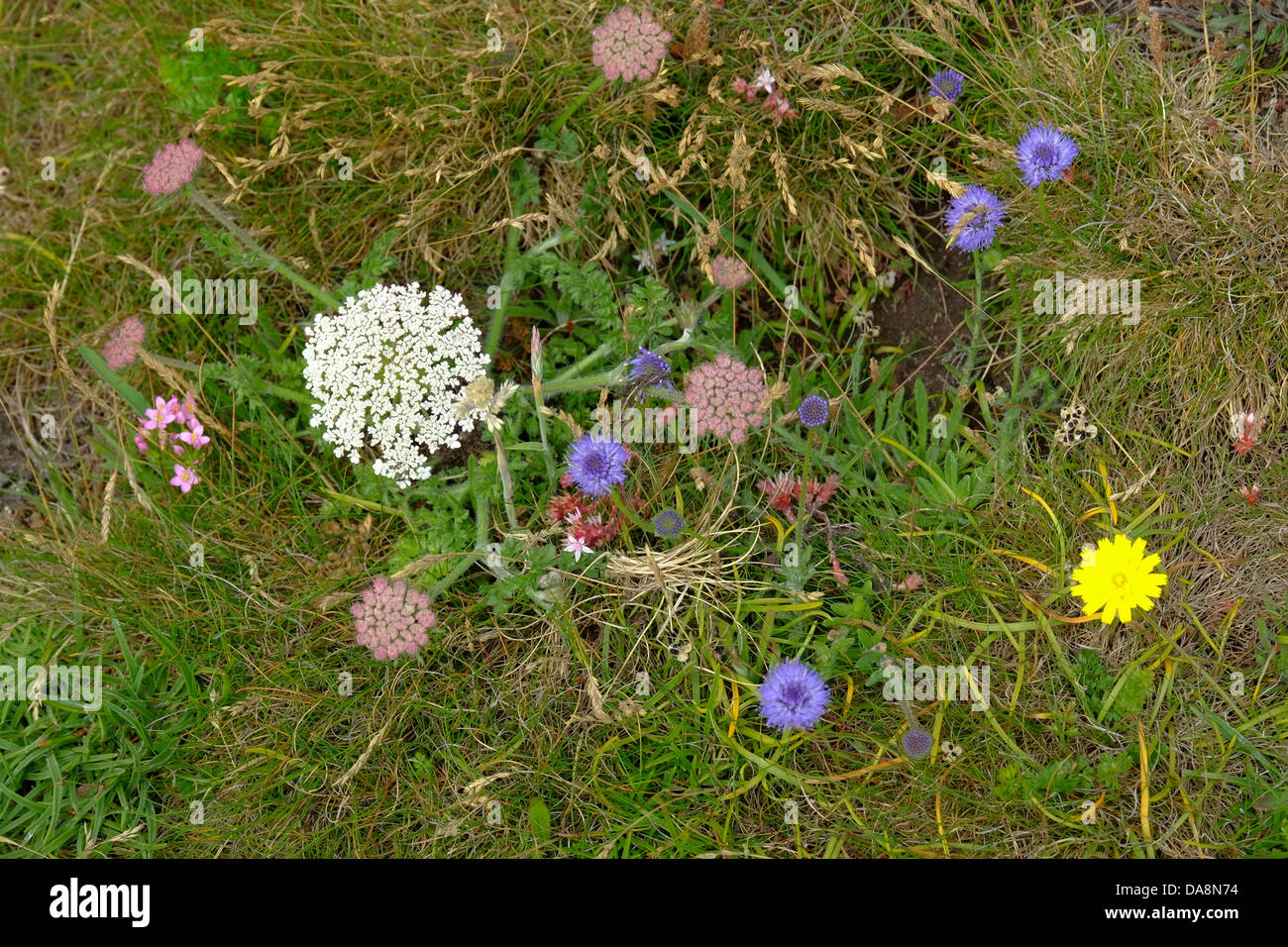 Wild flowers along the coast path in Cornwall Stock Photo - Alamy