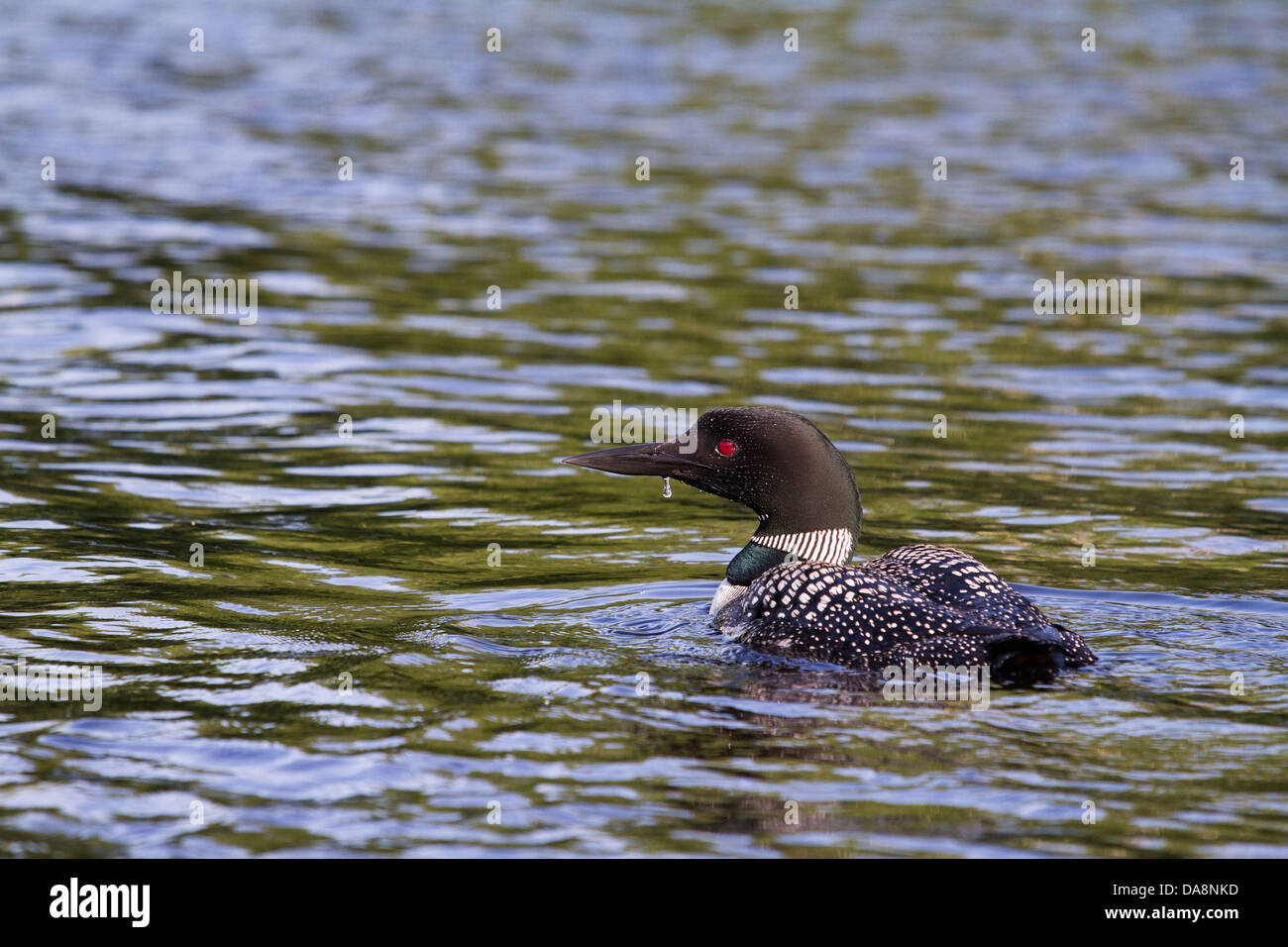 Common loon swimming on the Chippewa Flowage in northern Wisconsin ...