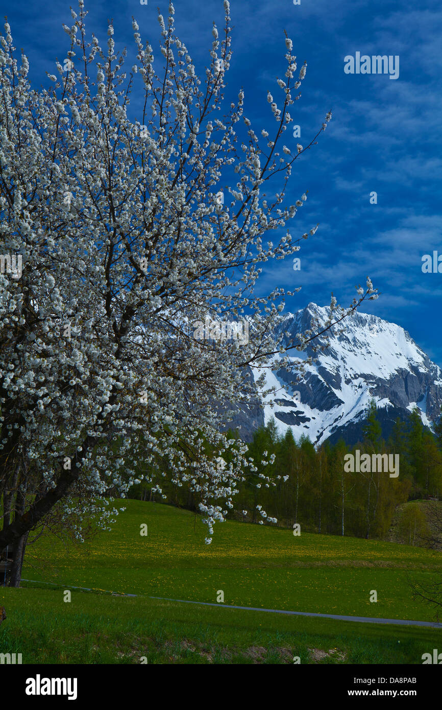 High plateau flower hi-res stock photography and images - Alamy