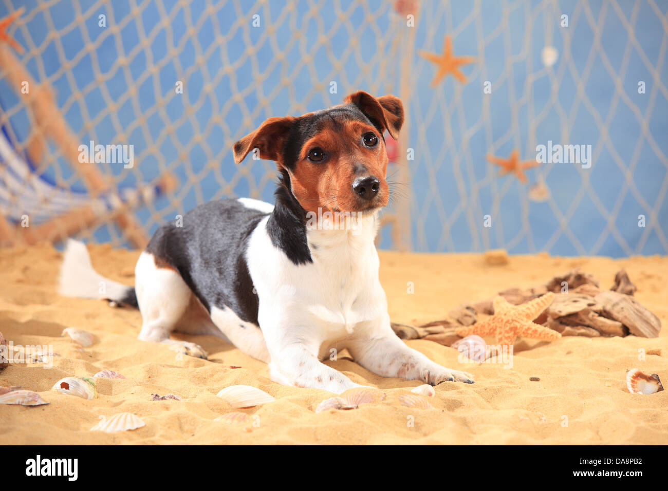 Summer jack russell terrier hi-res stock photography and images - Alamy