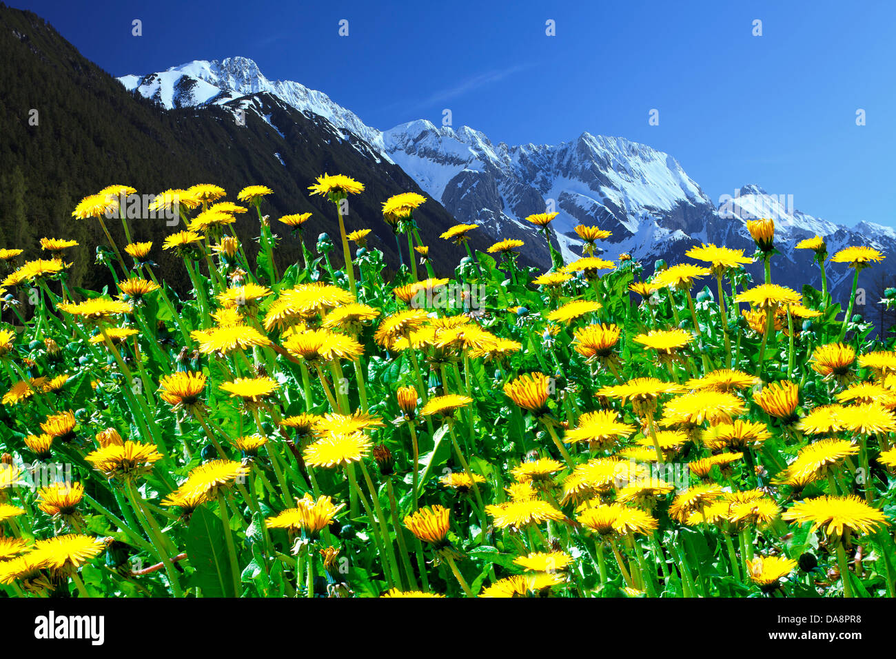 Austria, Europe, Tyrol, Mieminger plateau, Obsteig, meadow, dandelion ...