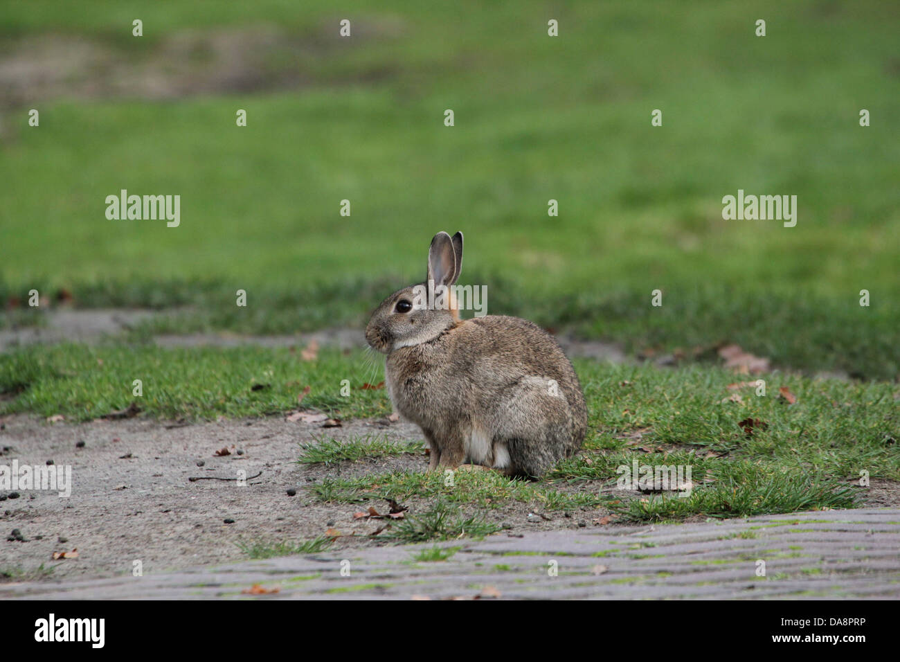Conejo oryctolagus hi-res stock photography and images - Alamy