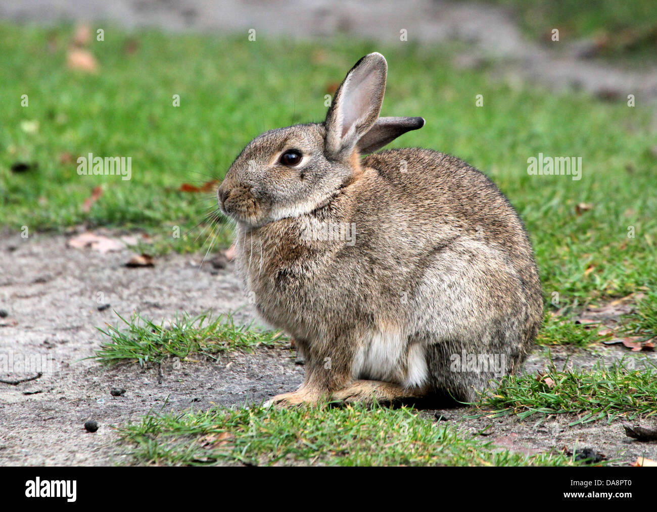 Series of very detailed close-ups of wild rabbits (Oryctolagus ...