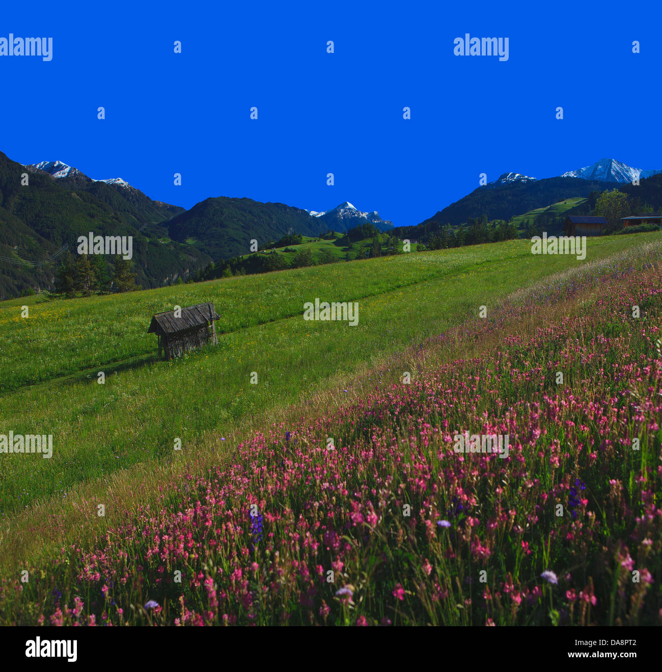 Fiss hi-res stock photography and images - Alamy