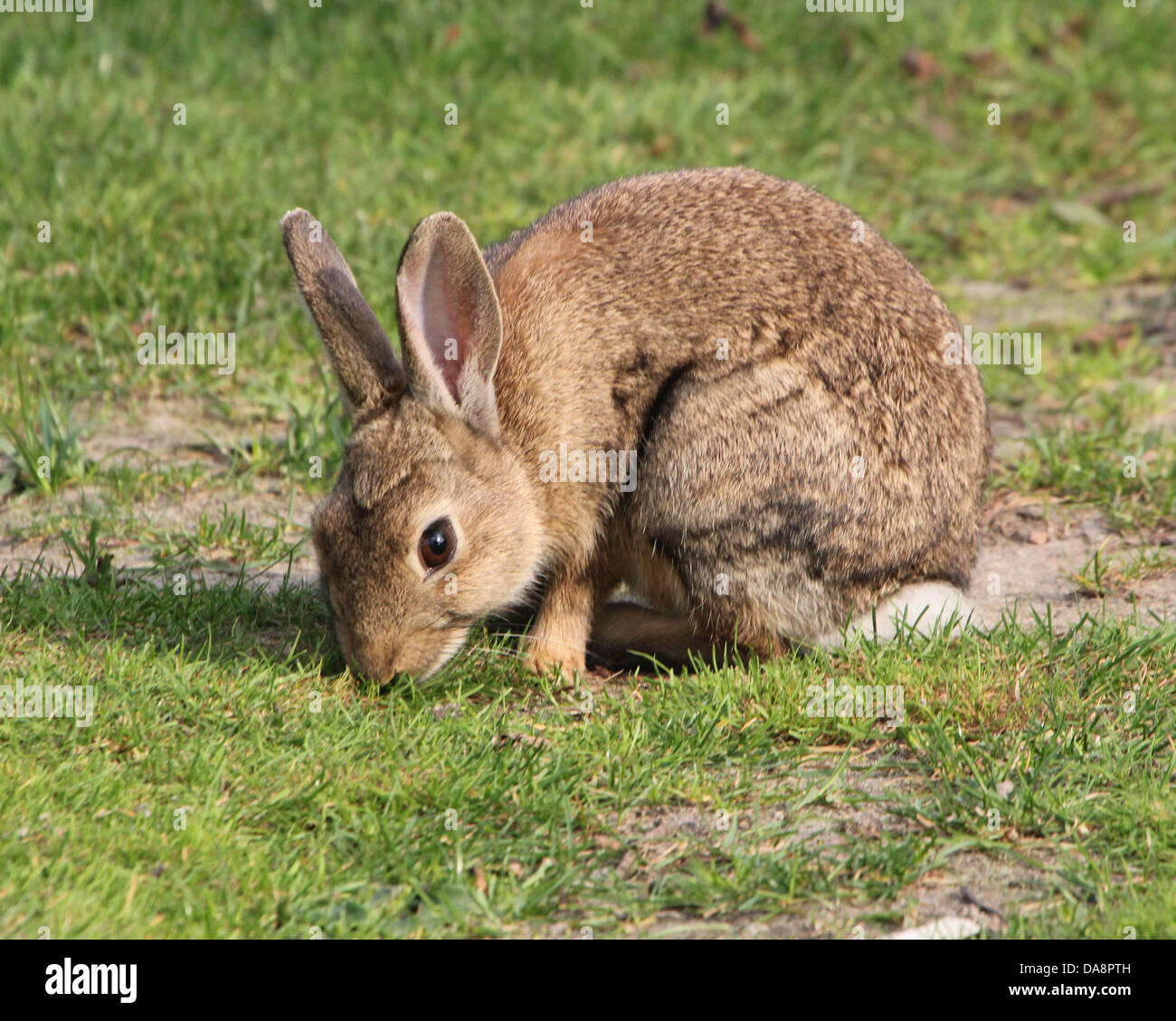 Series of very detailed close-ups of wild rabbits (Oryctolagus ...