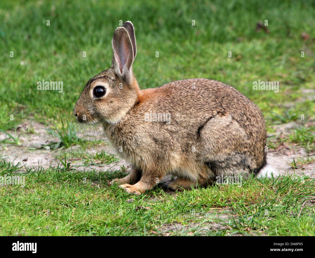 European rabbit oryctolagus cuniculus eating in a meadow hi-res stock ...