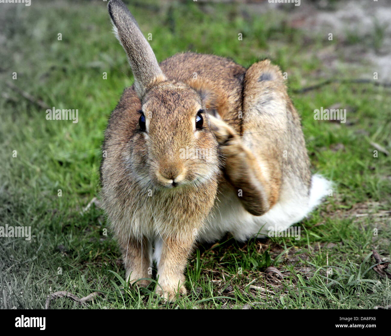 Pasw hi-res stock photography and images - Alamy