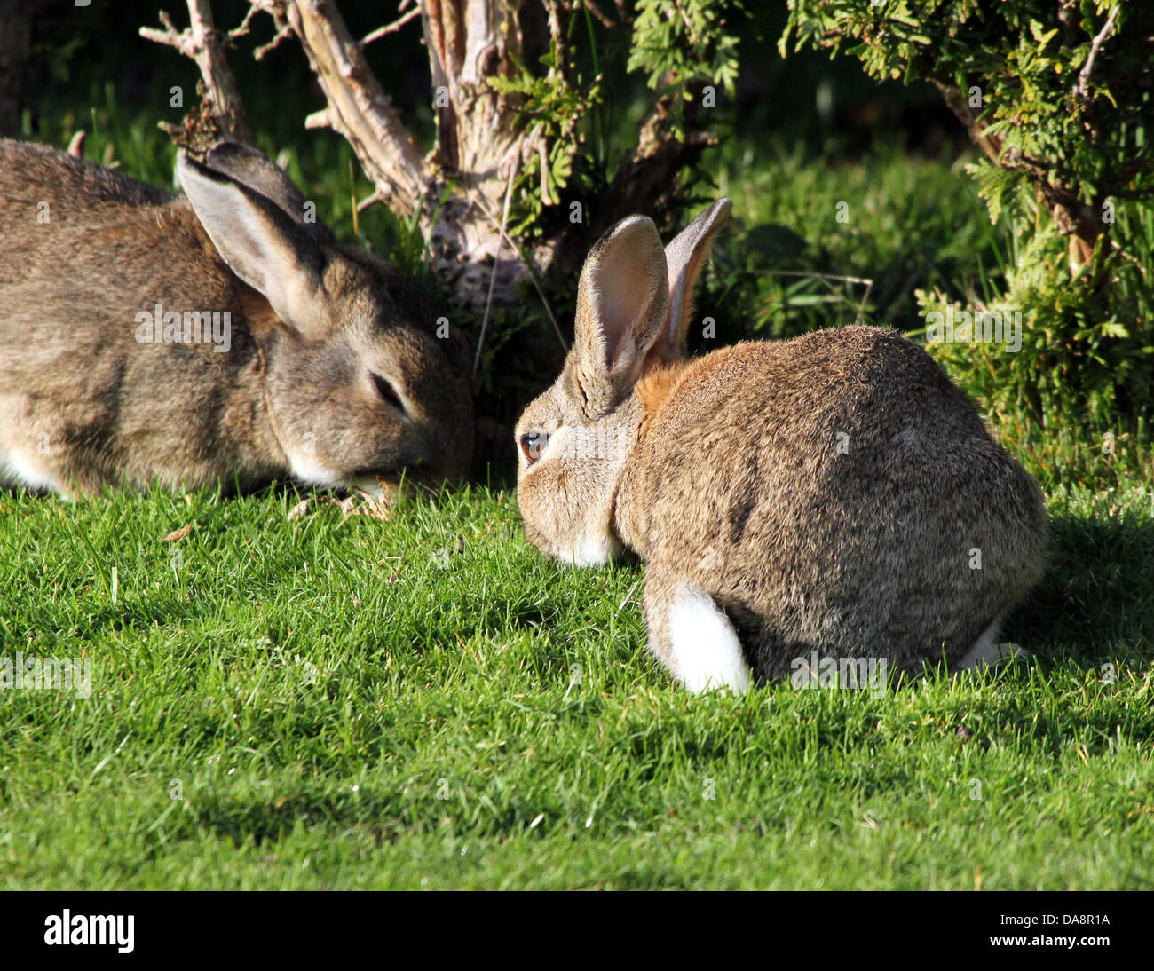 Two European wild rabbits (Oryctolagus cuniculus) feeding Stock Photo ...
