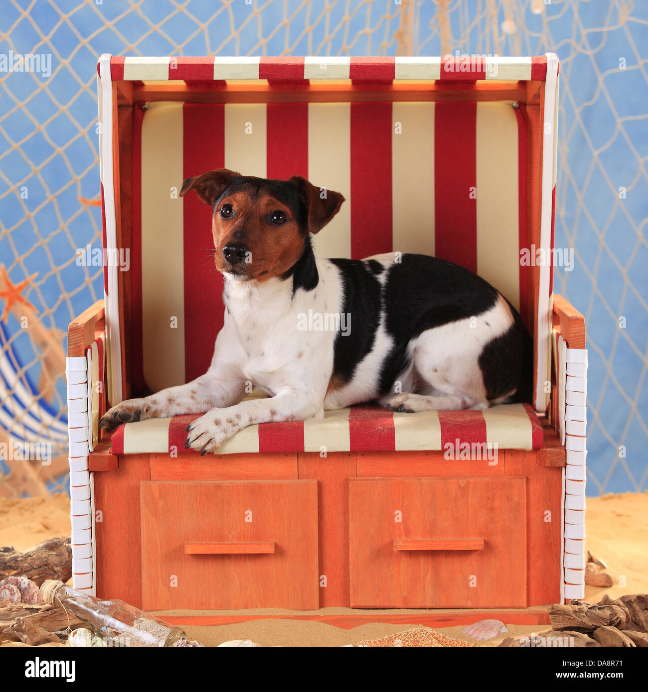 Jack Russell Terrier |Jack-Russell-Terrier, Ruede Stock Photo - Alamy