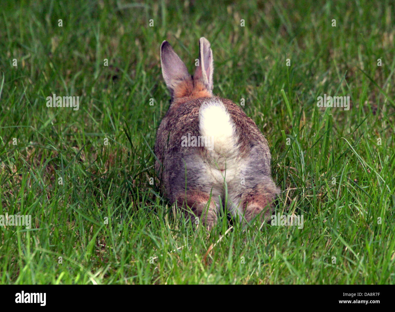 Series of very detailed close-ups of wild rabbits (Oryctolagus ...