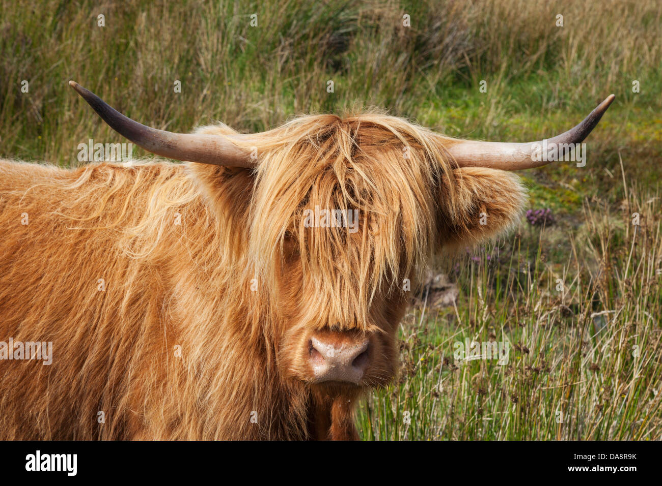 England, Devon, Dartmoor, Highland Cattle Stock Photo - Alamy
