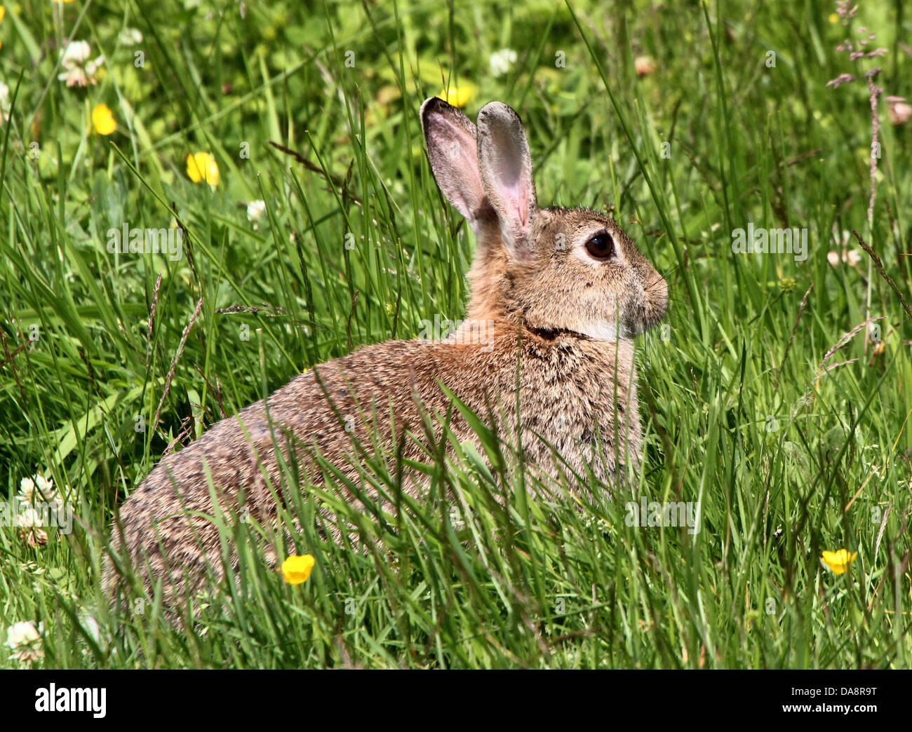 Series of very detailed close-ups of wild rabbits (Oryctolagus ...