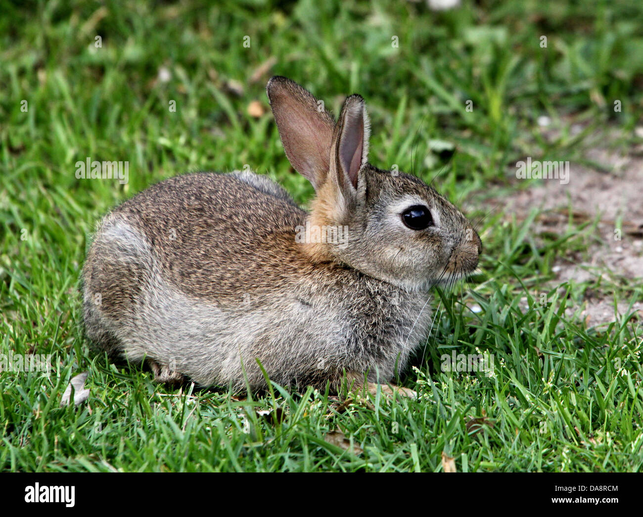 Series of very detailed close-ups of wild rabbits (Oryctolagus ...