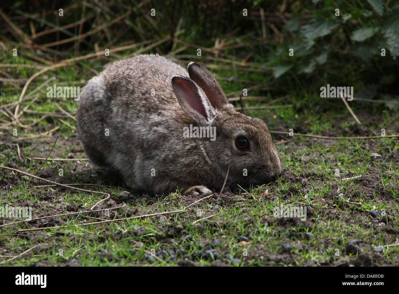 Series of very detailed close-ups of wild rabbits (Oryctolagus ...