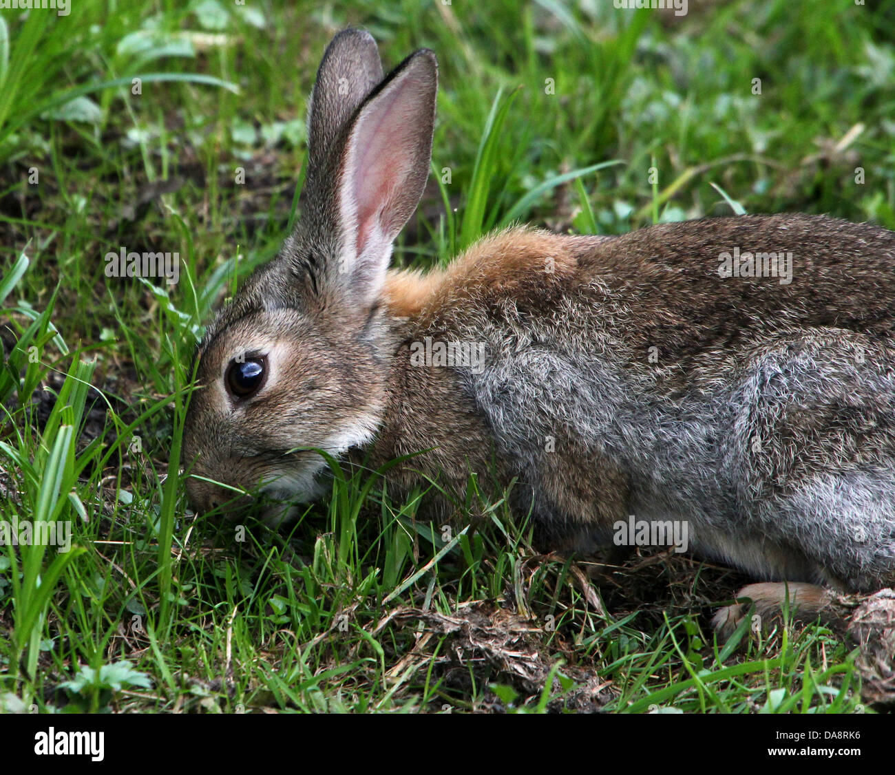 Series of very detailed close-ups of wild rabbits (Oryctolagus ...