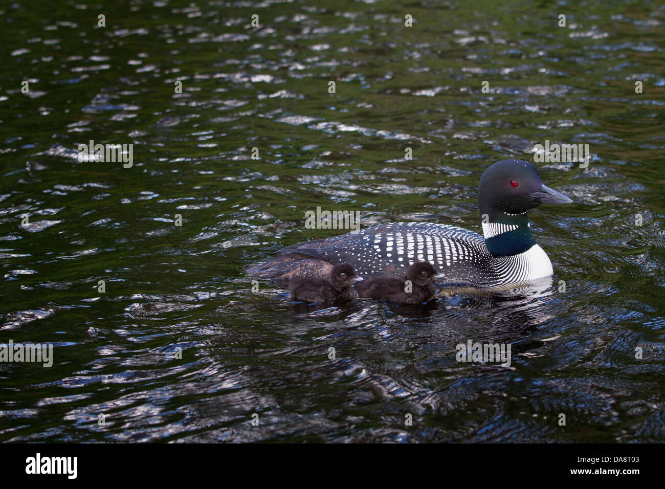 Common loon with chicks Stock Photo - Alamy