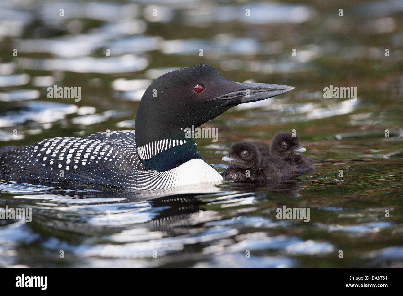 Common loon with chicks Stock Photo - Alamy