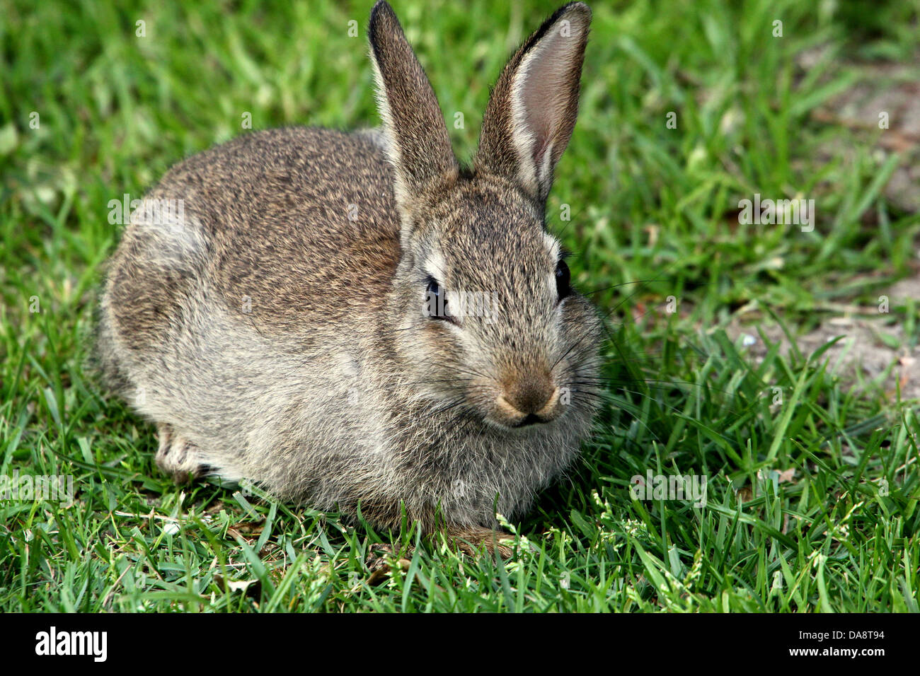 Wild konijn hi-res stock photography and images - Alamy