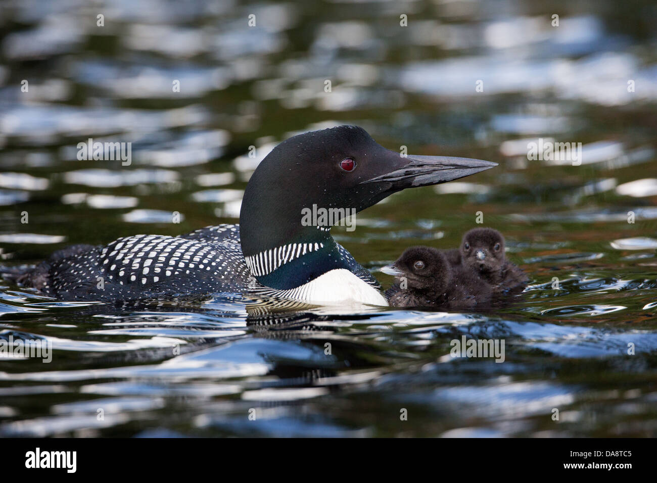 Common loon with chicks Stock Photo - Alamy
