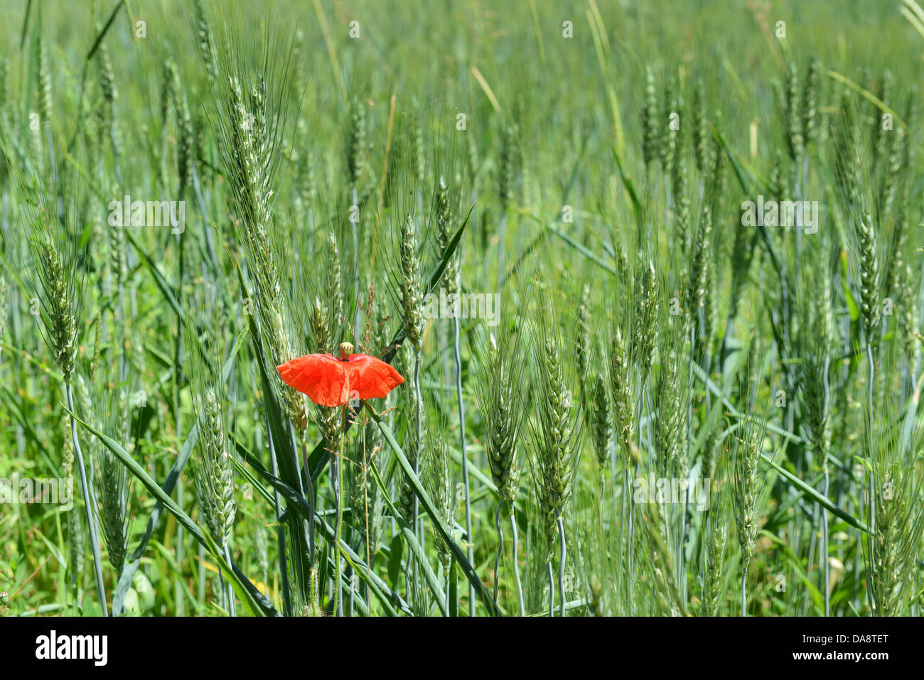 Poppy weed hi-res stock photography and images - Alamy