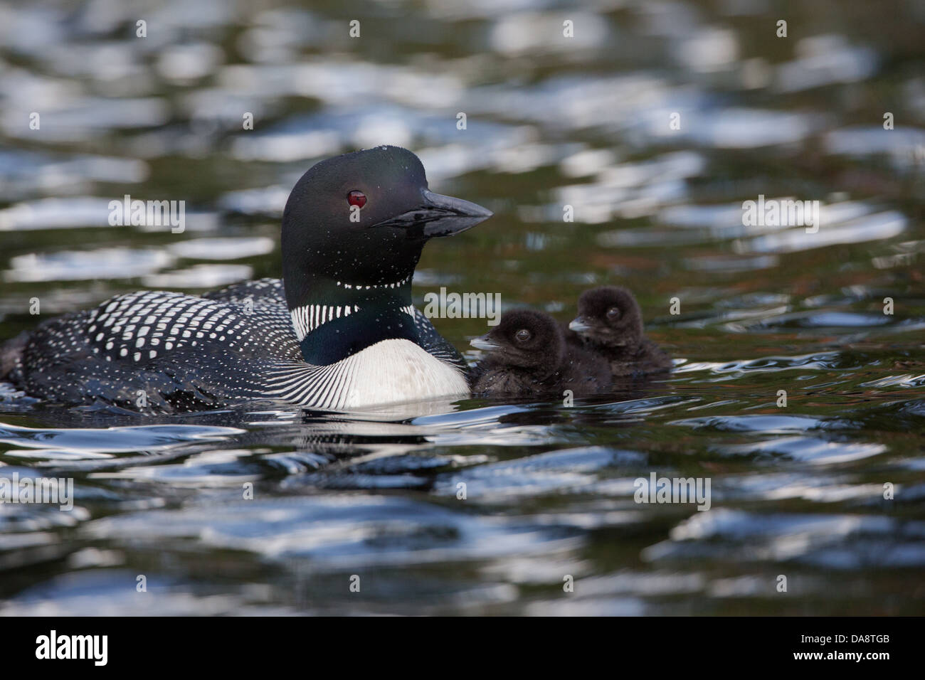 Baby Loon Stock Photos & Baby Loon Stock Images - Alamy