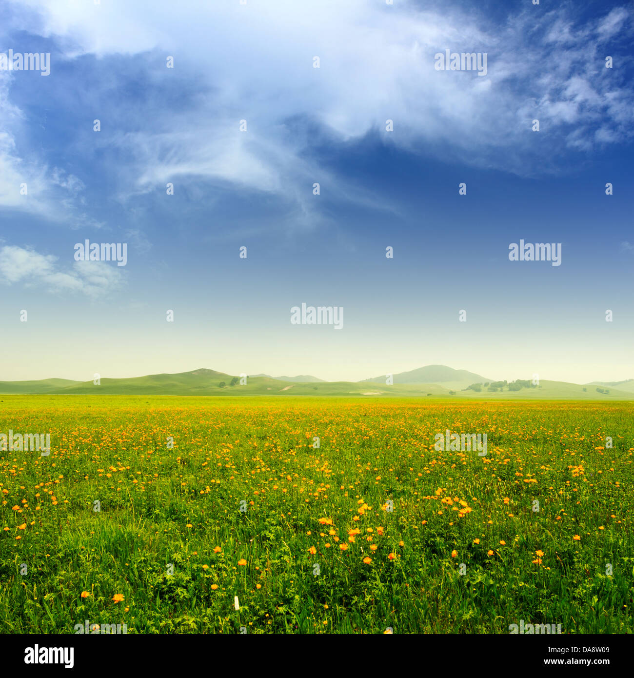 Bright grass and blue sky. Spring composition Stock Photo - Alamy
