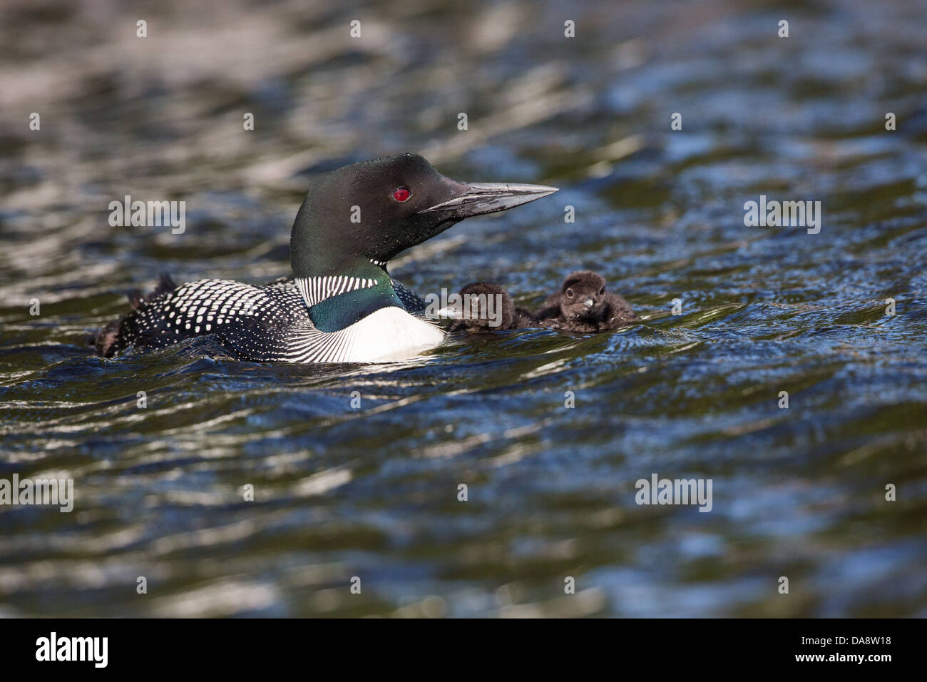 Common loon family bird hi-res stock photography and images - Alamy