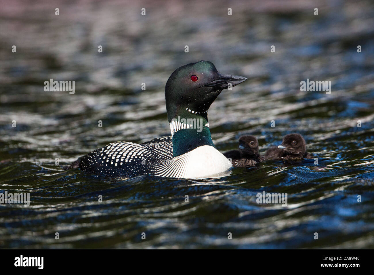 Common loon with chicks Stock Photo - Alamy