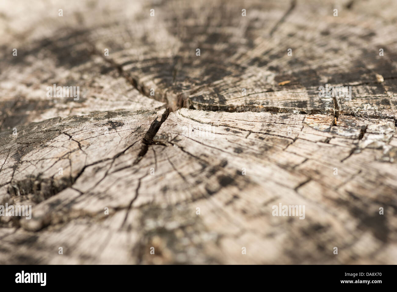 Medullary rays hi-res stock photography and images - Alamy