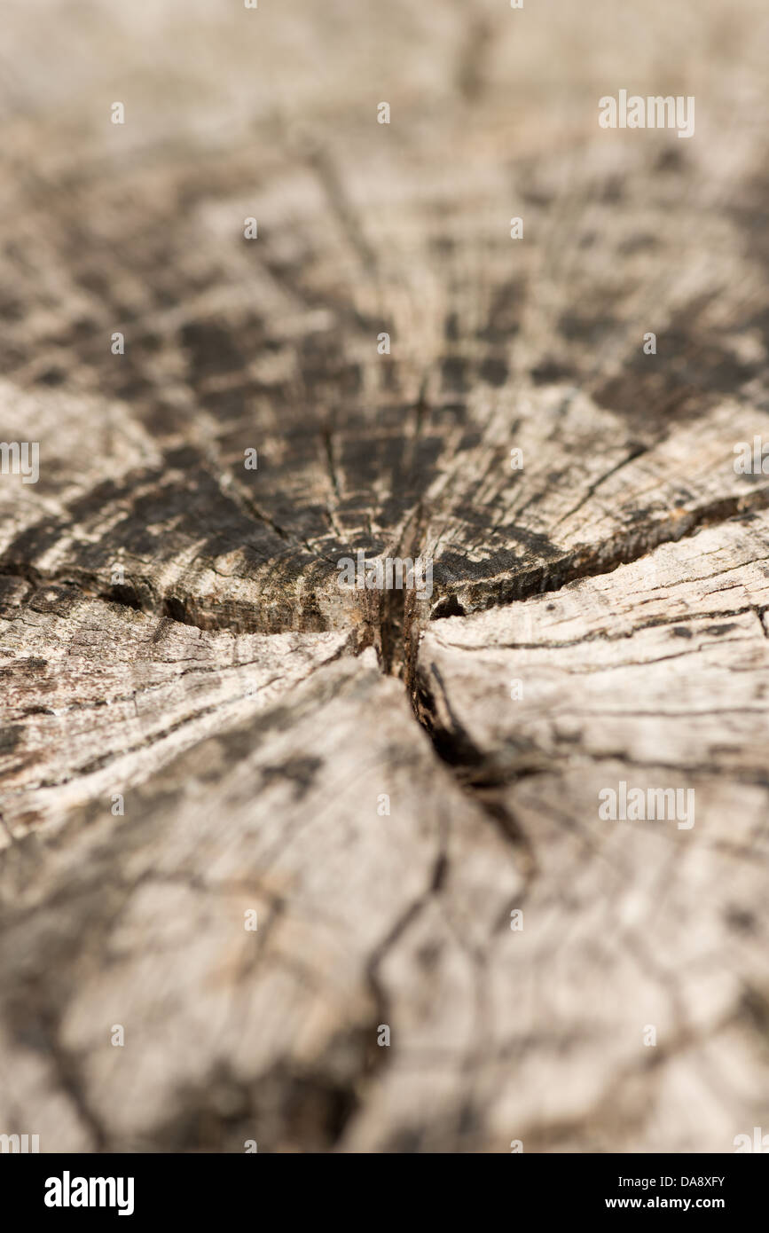 weathered cut cherry stump of dead tree dried up and cracked in star ...