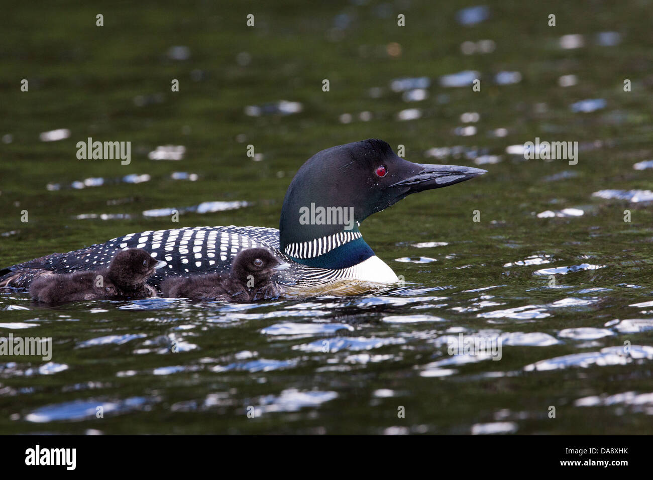 Common loon with chicks Stock Photo - Alamy