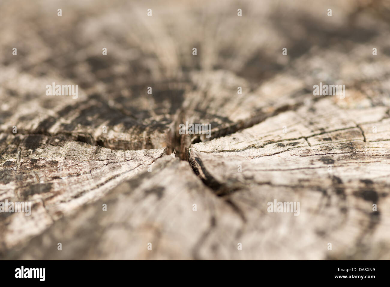 Medullary rays hi-res stock photography and images - Alamy