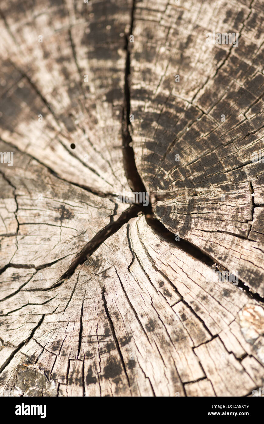 Medullary rays hi-res stock photography and images - Alamy