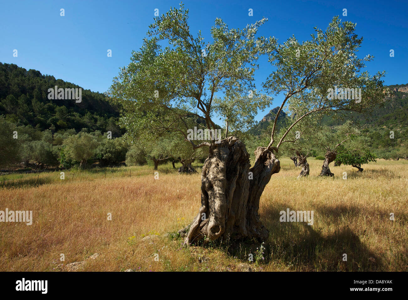 Balearic Islands, Majorca, Mallorca, Spain, Europe, outside, olive tree ...