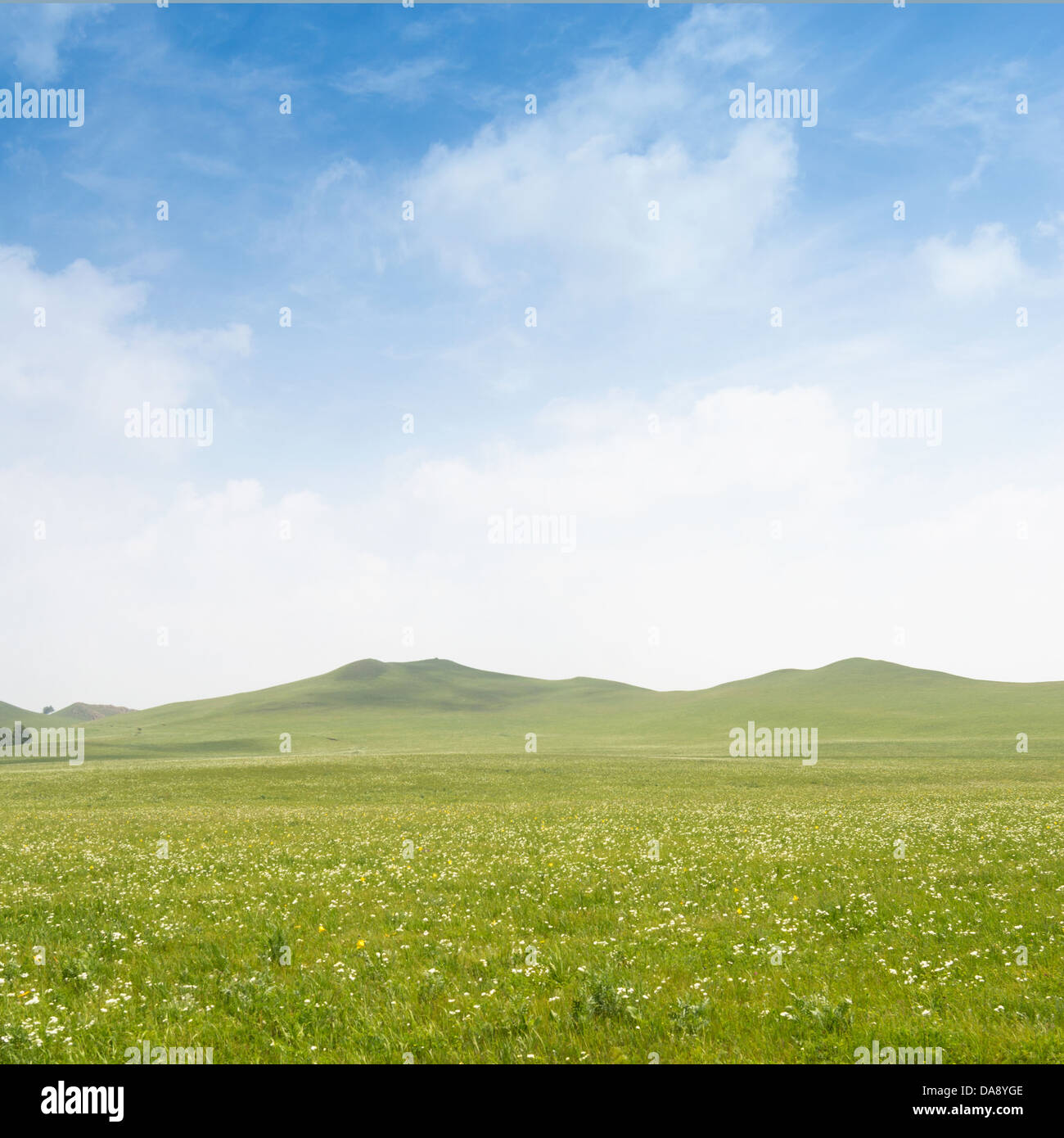 Bright grass and blue sky. Spring composition Stock Photo - Alamy