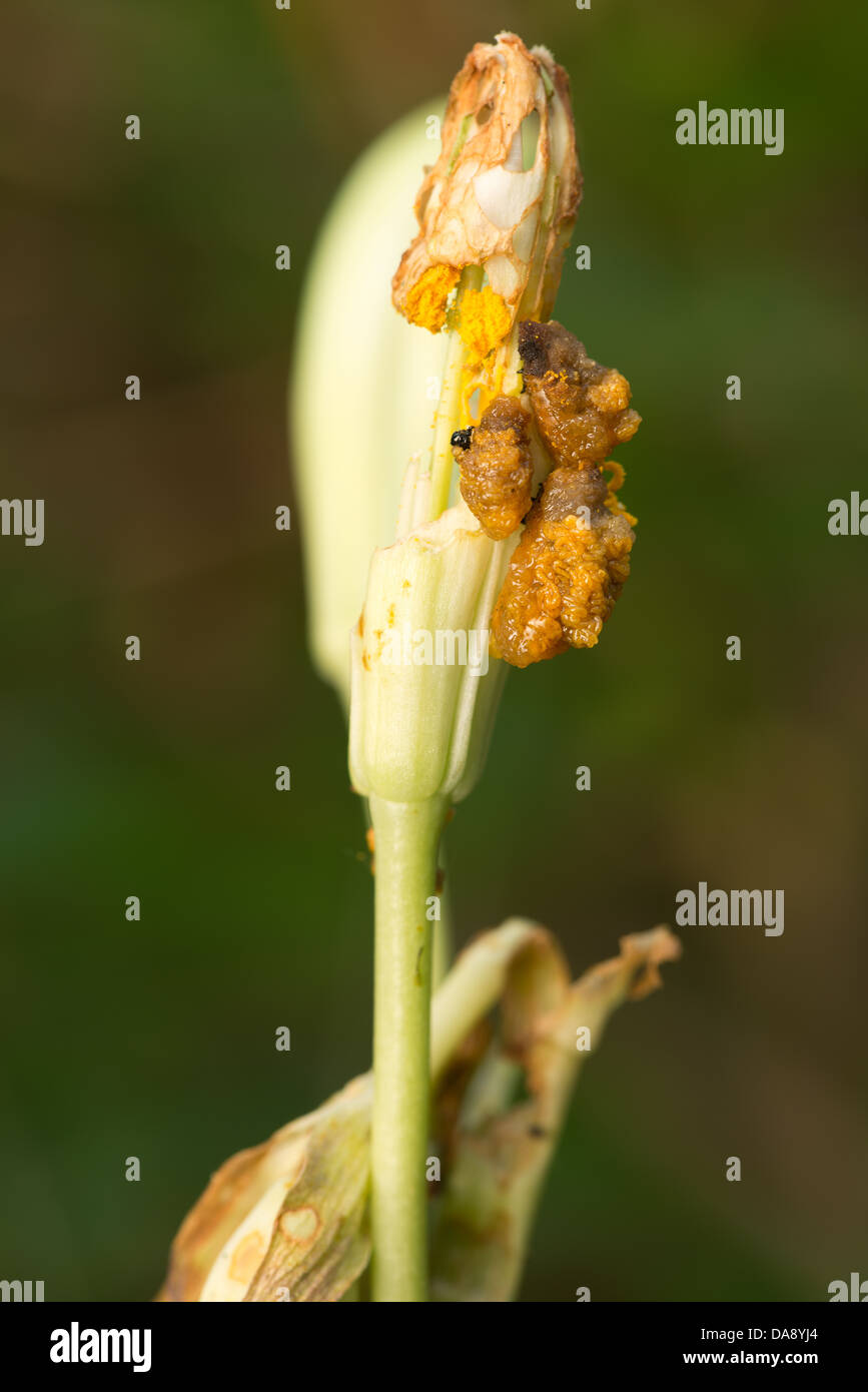 red scarlet lily beetle Lilioceris lilii larvae eating lily flower and ...