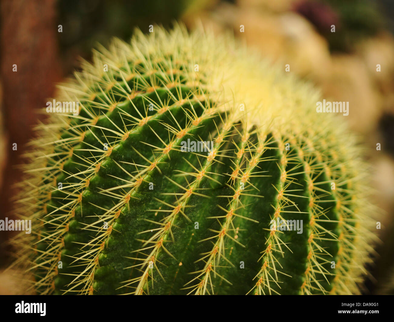 Big, round, green cactus Stock Photo - Alamy