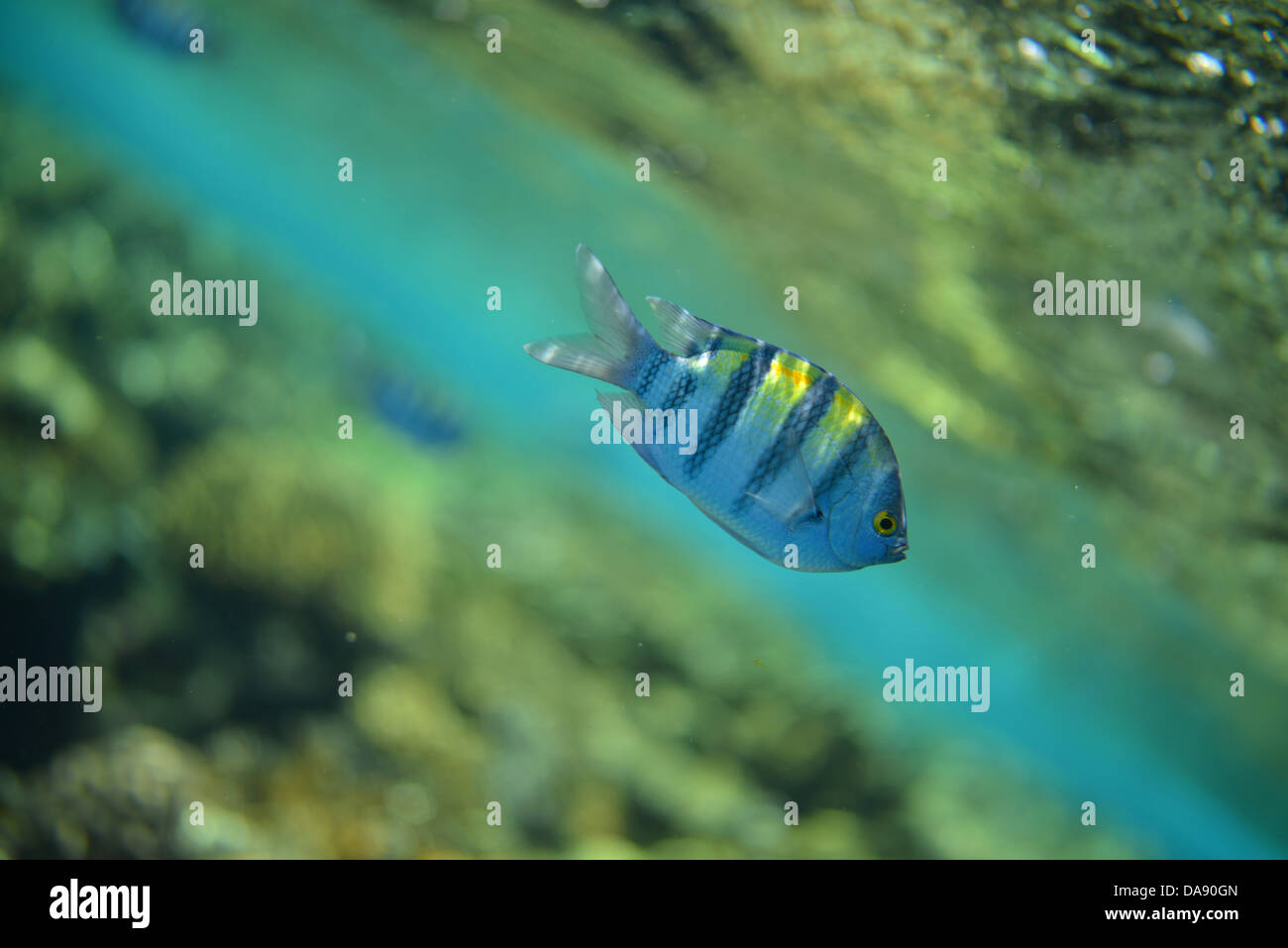 Red sea water hi-res stock photography and images - Alamy