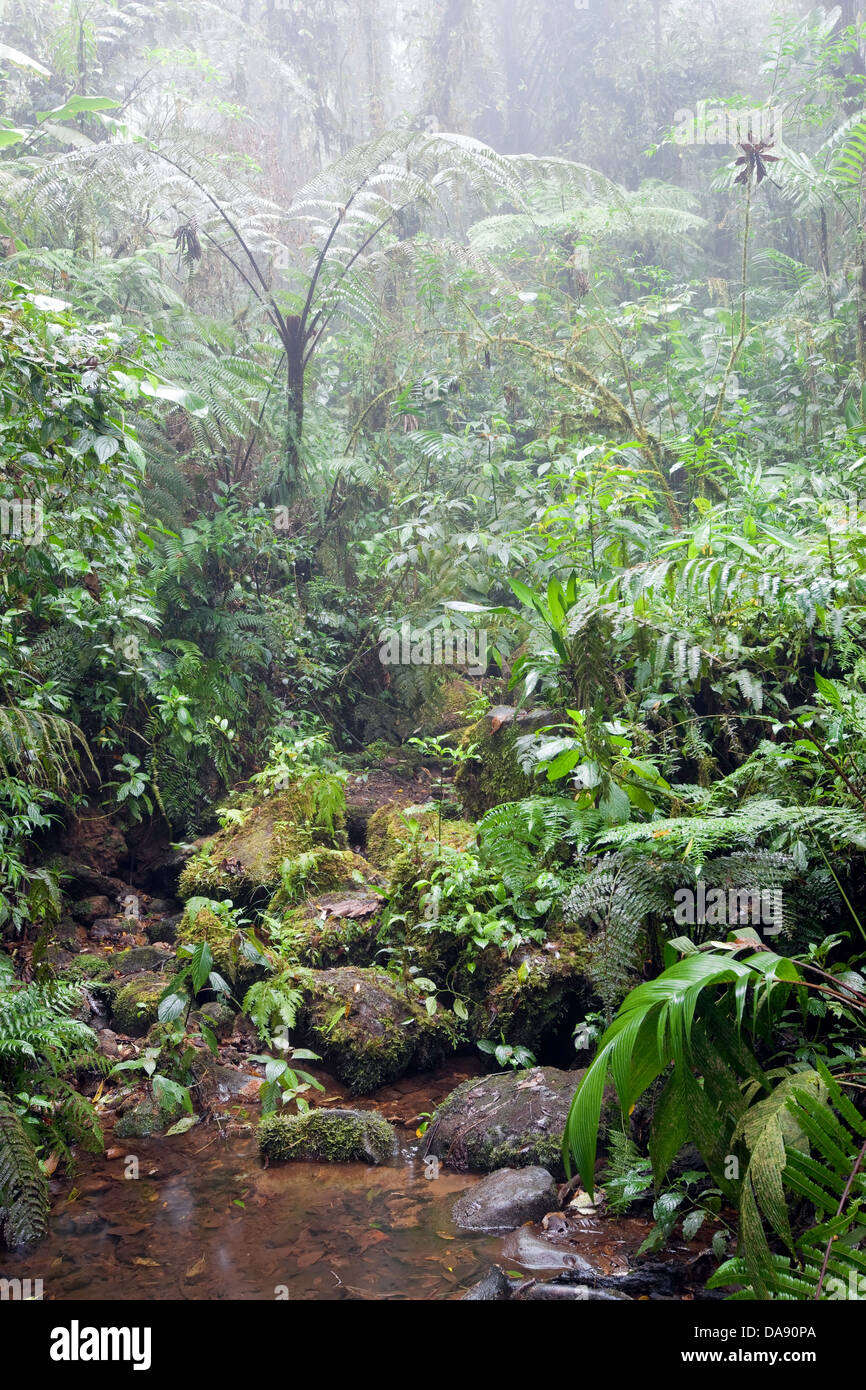 Monteverde Cloud Forest Reserve, Costa Rica Stock Photo - Alamy